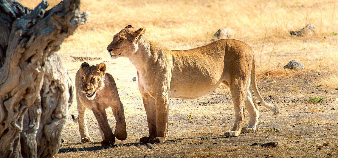 Unsere beliebtesten Afrika-Reisen