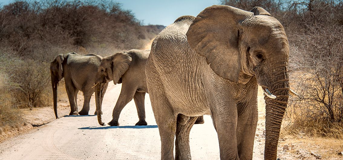 ROVOS RAIL - Etosha, Sambesi, Okavango und von den Viktoriafällen nach ...